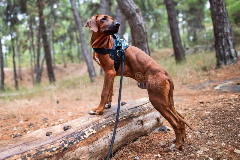 Retrato Del Perro Feliz Del Ridgeback De Rhodesian Imagen de archivo ...