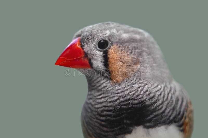 Retrato Del Pinzón De Cebra Foto de archivo - Imagen de exotica ...