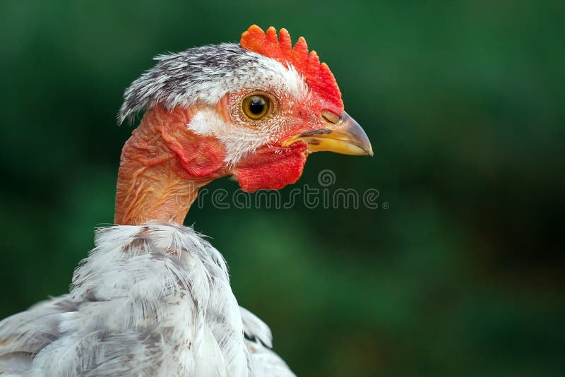 El Pollo Con Un Cuello Calvo Come Fuera De La Cacerola Imagen de ...
