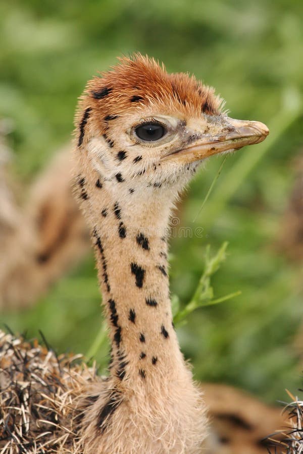 1,000 Avestruz Del Bebé Fotos de stock - Fotos libres de regalías de ...