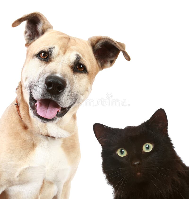 Retrato Del Primer De Un Gato Y De Un Perro Imagen de archivo - Imagen ...