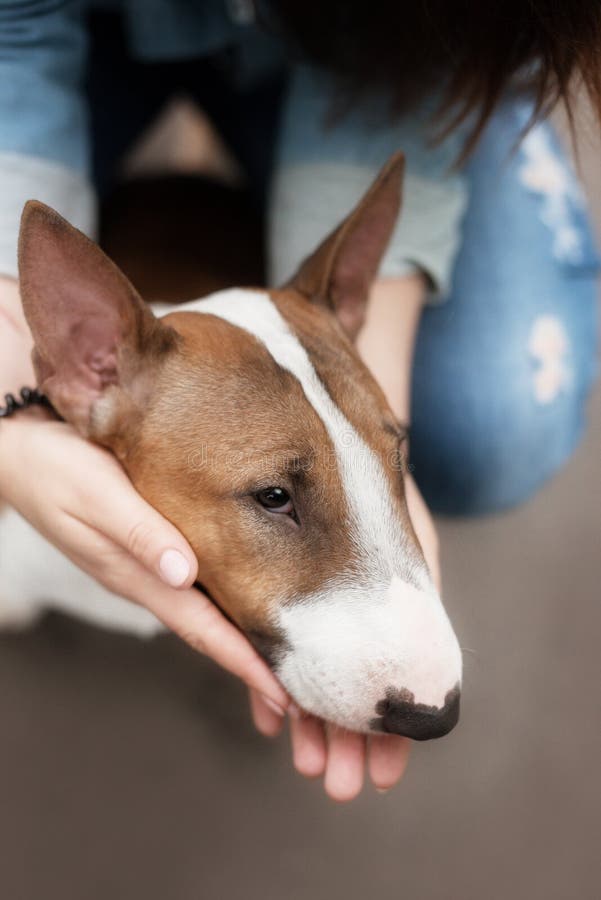Retrato Del Primer De Un Toro De La Raza Del Perro Imagen de archivo ...