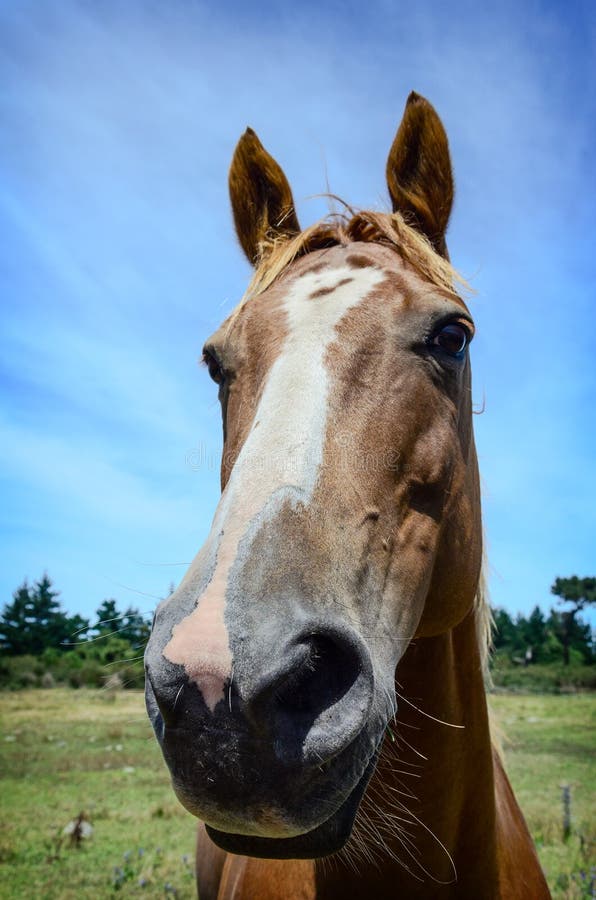 Retrato Del Primer Del Caballo Foto de archivo - Imagen de pista, vida ...