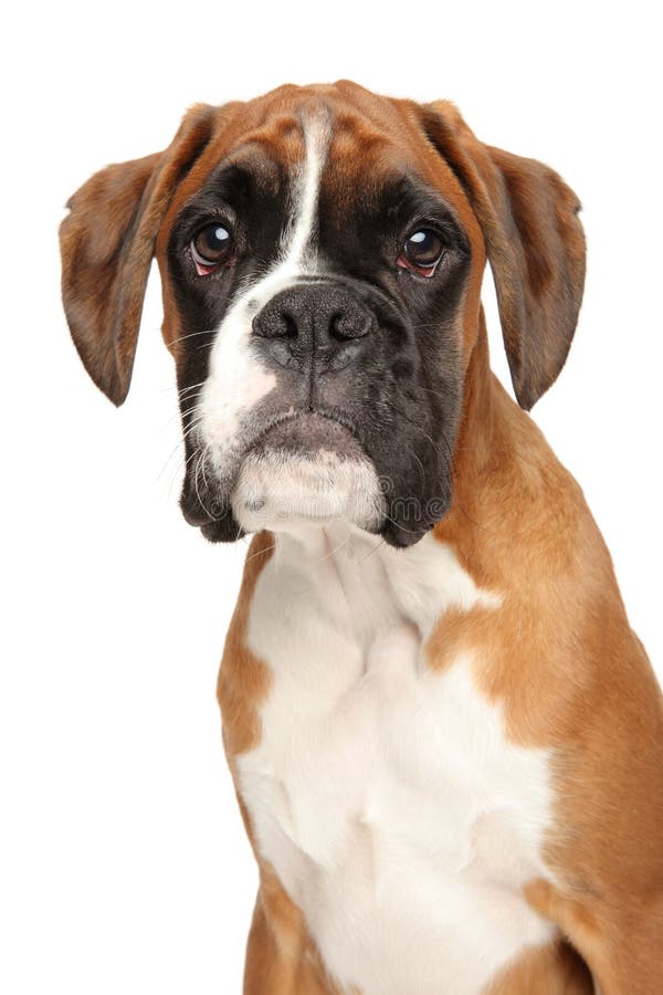 Retrato Del Primer Del Perrito Del Boxeador, 5 Meses Imagen de archivo ...