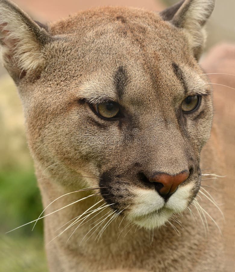Cierre Del Retrato Del Puma Para Arriba Foto de archivo - Imagen de ...