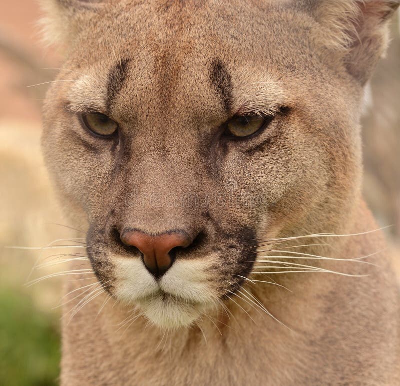 Retrato del puma foto de archivo. Imagen de primer, puma - 29499958