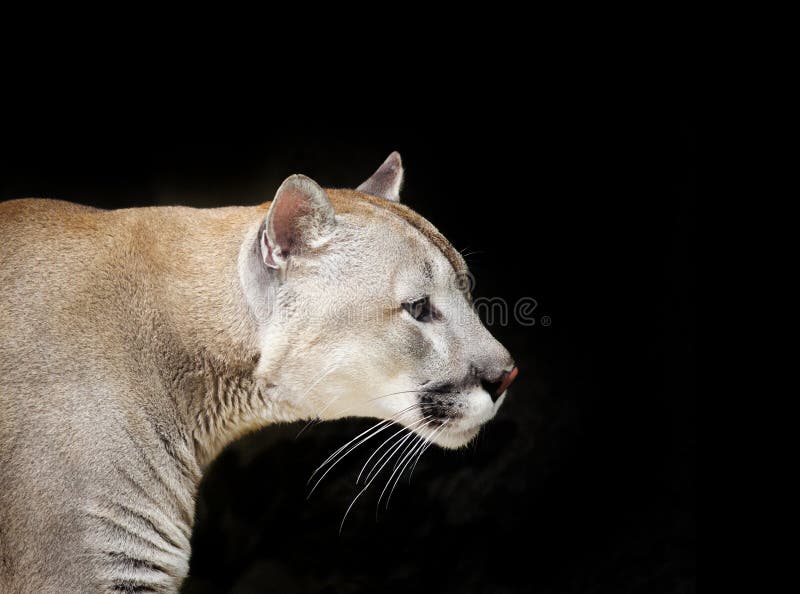 Retrato del puma en negro foto de archivo. Imagen de felino - 76980432