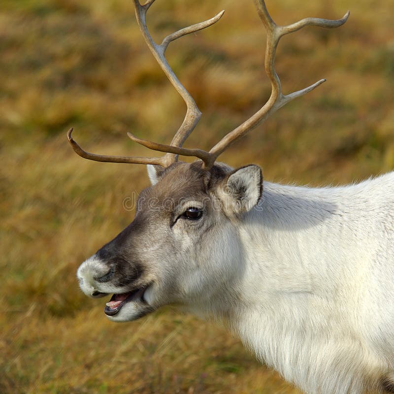 Retrato de un reno imagen de archivo. Imagen de risa, fauna - 4161269