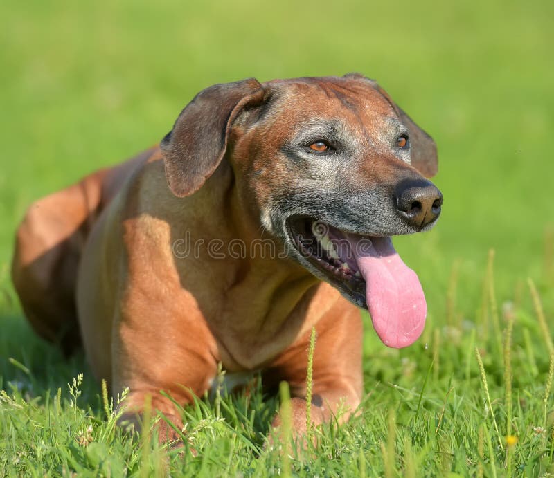 Retrato Adorable Del Perro De Rhodesian Ridgeback En Flores Foto de ...