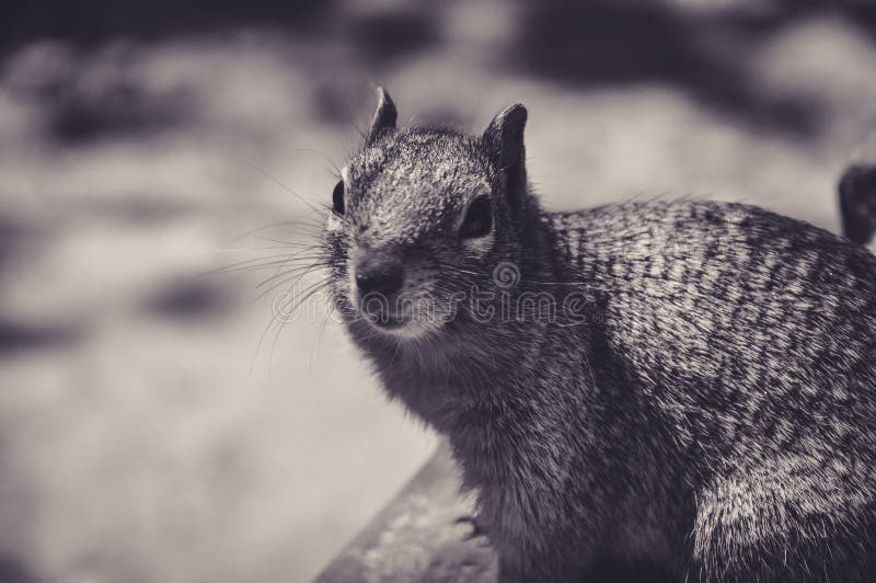 Retrato Del ` S Grey Squirrel Sat De Caroline En Una Roca Foto de ...