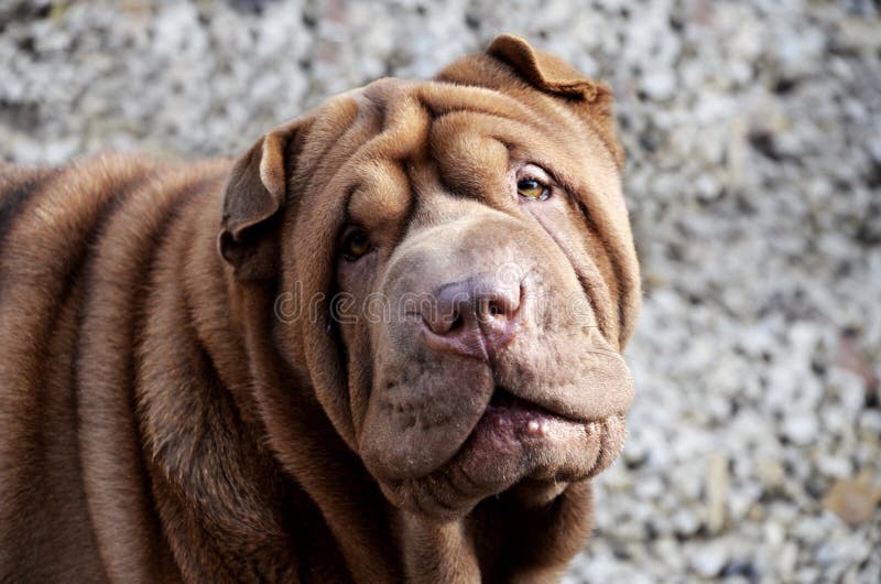 Retrato Del Sharpei Del Chocolate Foto de archivo - Imagen de corteza ...