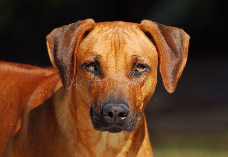 Retrato Del Varón De Rhodesian Ridgeback Foto de archivo - Imagen de ...