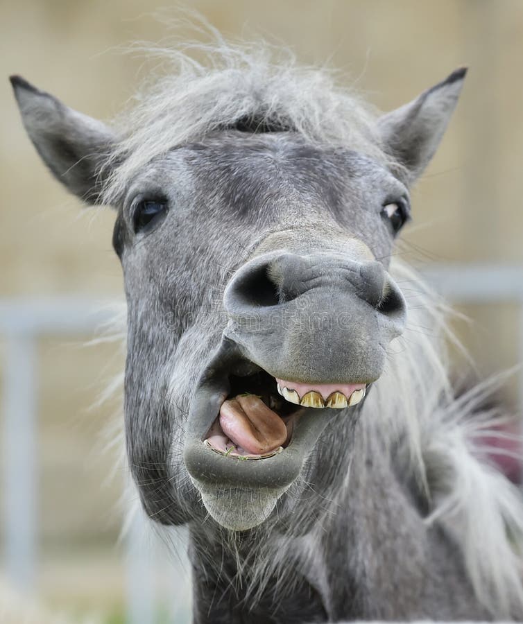 Caballo de risa foto de archivo. Imagen de cubo, retrato - 10192478