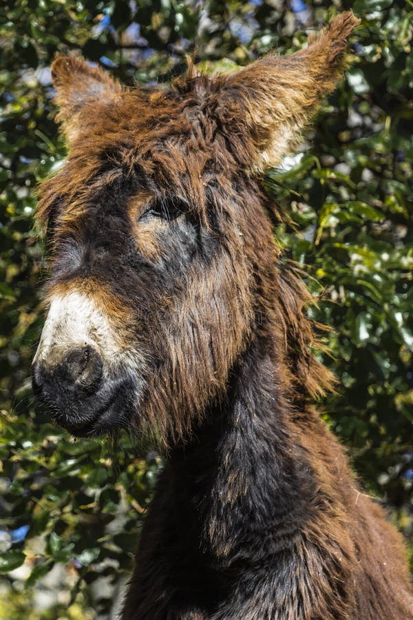 Retrato do asno foto de stock. Imagem de vista, rancho - 42271502