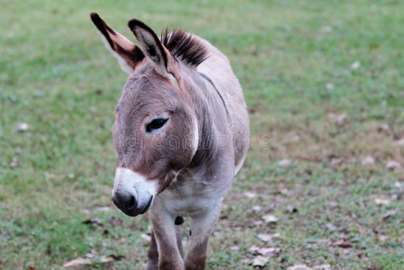 Retrato do asno foto de stock. Imagem de vitela, olhar - 82967234