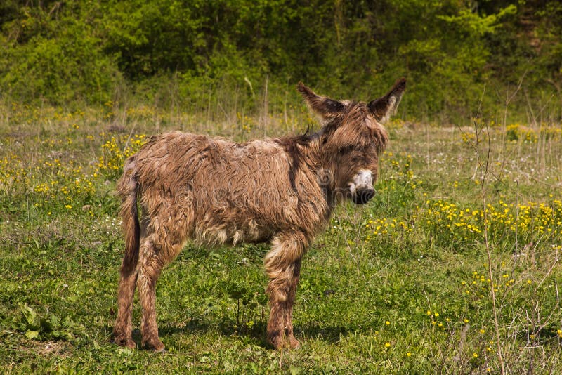 Retrato Do Asno Fotos De Stock - Baixe 2,252 Fotos Royalty Free