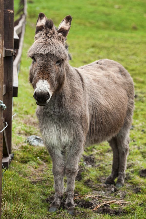 Retrato do asno no prado foto de stock. Imagem de sozinho - 24829870