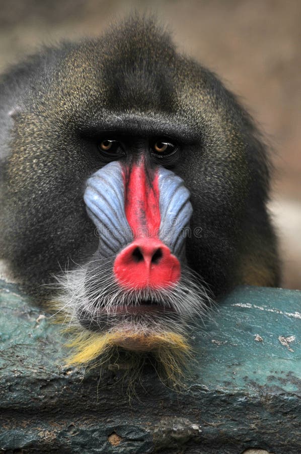 Retrato de um babuíno foto de stock. Imagem de babuíno - 33487518