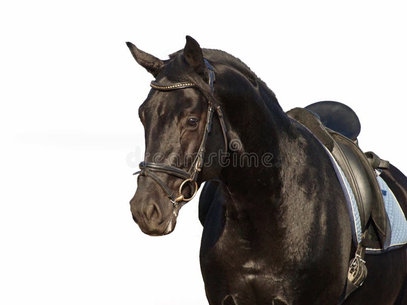 Retrato do cavalo preto imagem de stock. Imagem de bonito - 31368539