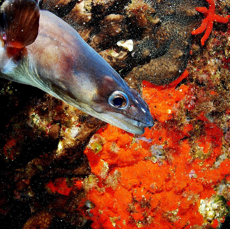 Congro do congro foto de stock. Imagem de coral, grande - 59642466