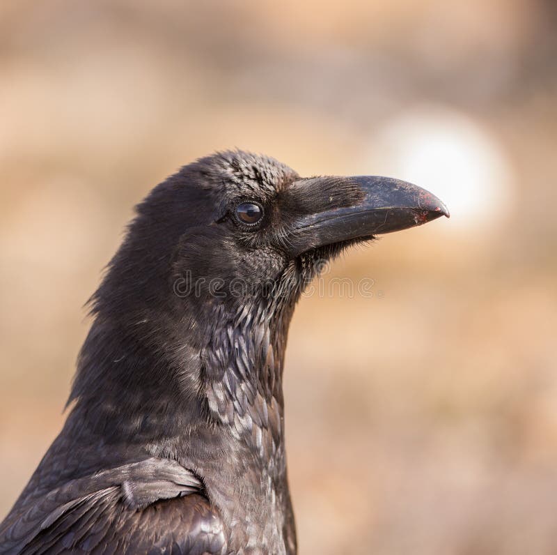 Um Retrato De Um Corvo-comum Imagem de Stock - Imagem de espécie, olhos ...