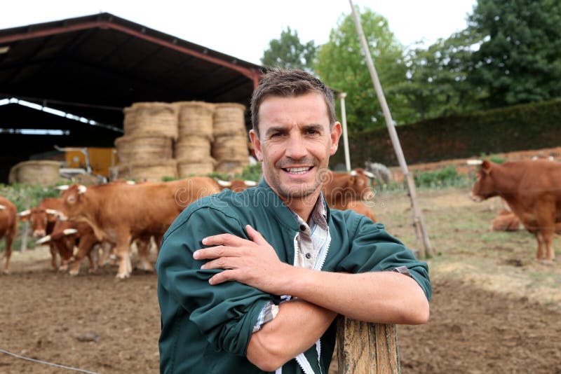 Fazendeiro e vacas foto de stock. Imagem de celeiro, gado - 26818934
