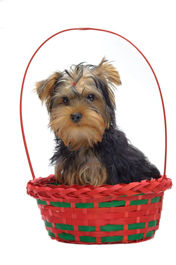 Retrato Do Filhote De Cachorro De Assento Na Cesta Imagem De Stock