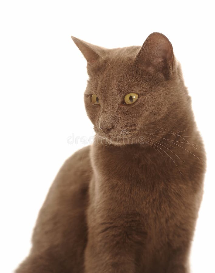 Gato de Brown imagem de stock. Imagem de marrom, olhos - 30055641
