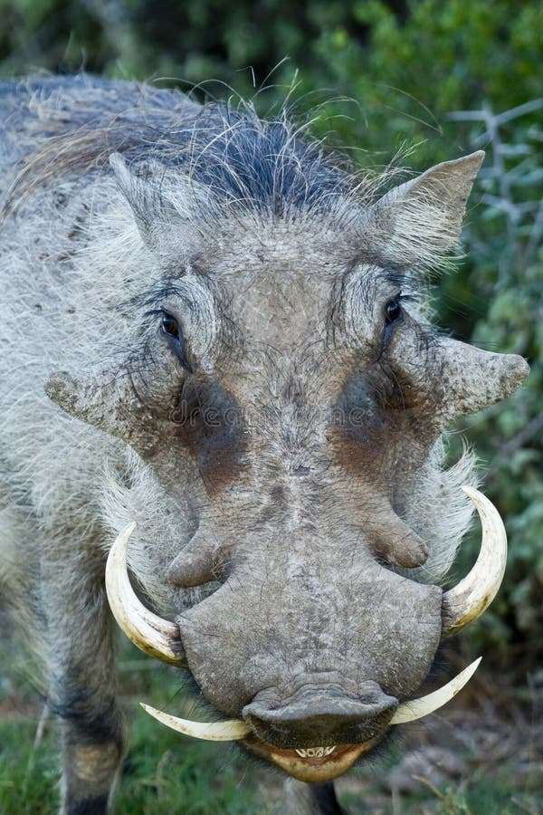 Retrato do javali africano foto de stock. Imagem de kruger - 31063762