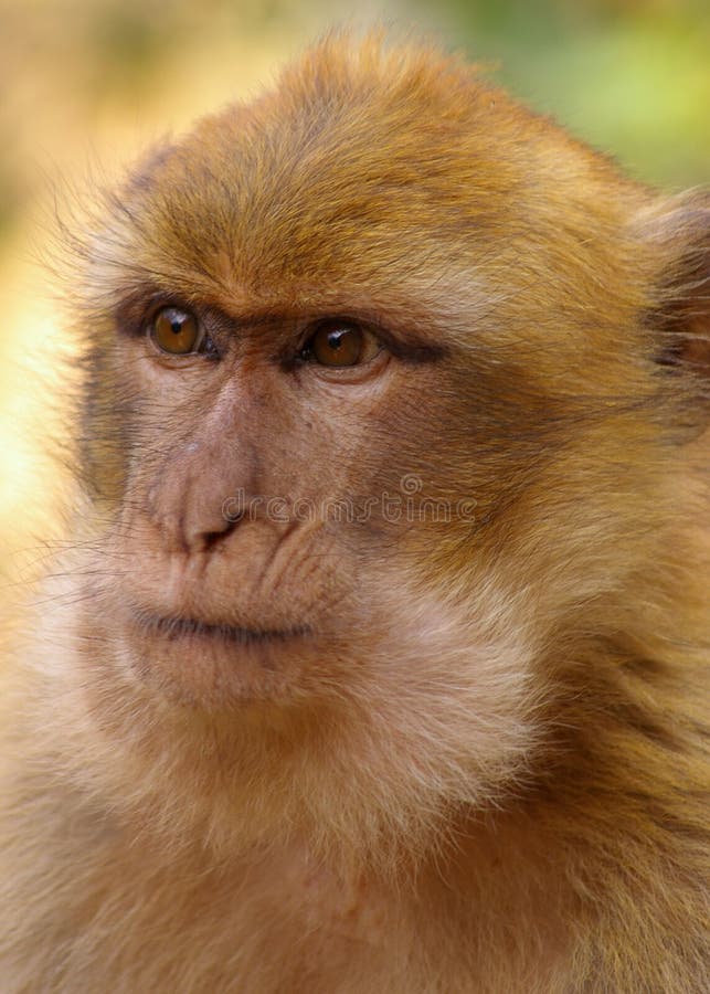 Retrato do macaco imagem de stock. Imagem de selvagem - 7871069