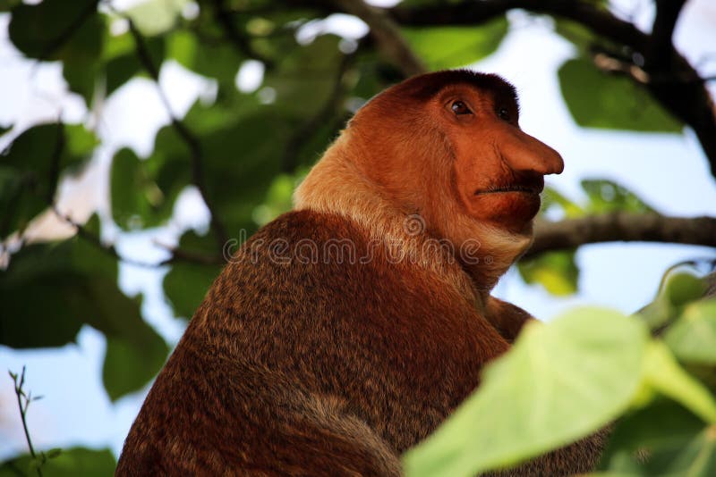 Macaco Feio Fotos De Stock - Baixe 257 Fotos Royalty Free