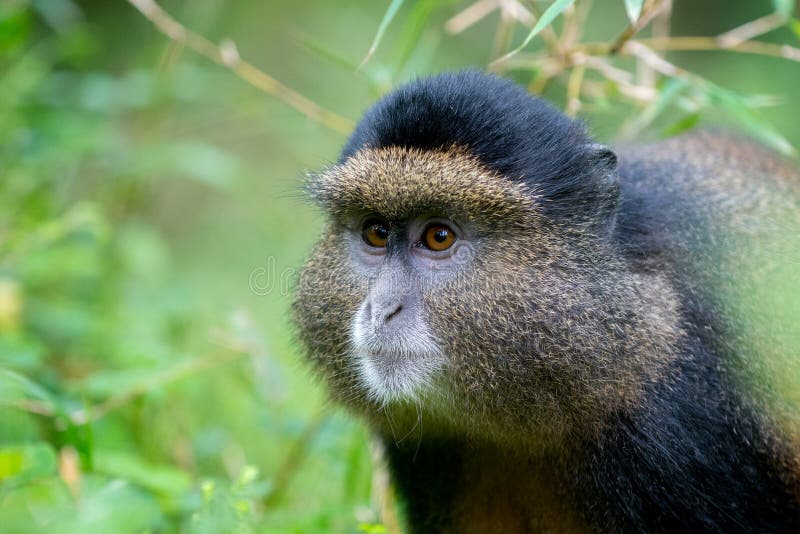 Retrato do macaco dourado foto de stock. Imagem de primata - 105993892