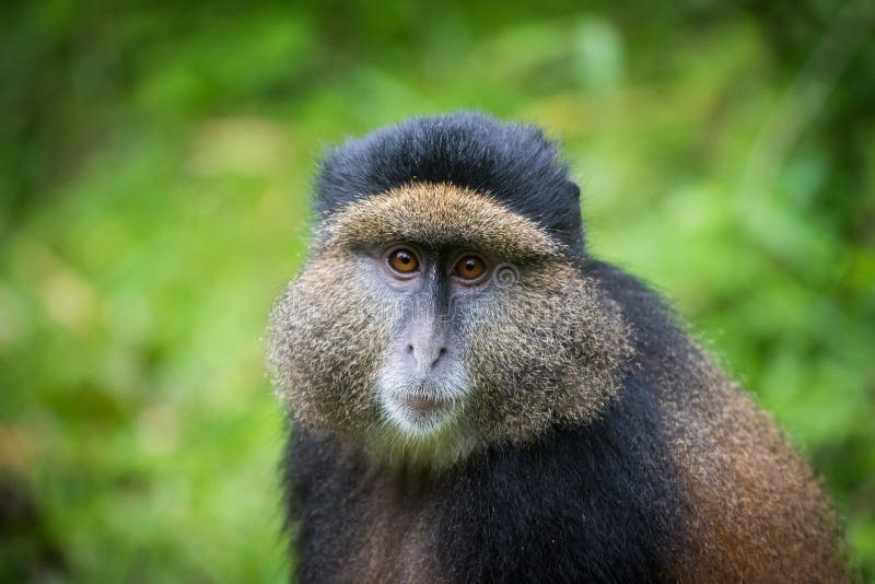 Retrato do macaco dourado foto de stock. Imagem de primata - 105993892