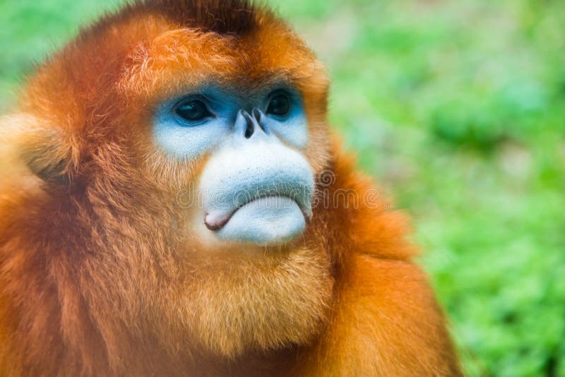 Retrato do macaco dourado imagem de stock. Imagem de wildlife - 69575865