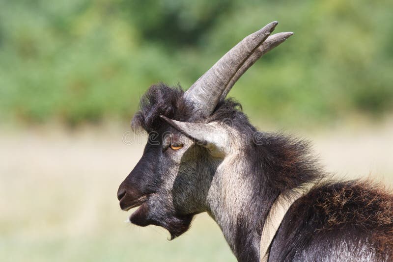 Cabra, Foto Masculina Do Retrato Do Hircus Do Aegagrus Da Cabra Foto de ...