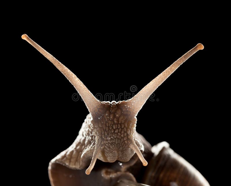 Caracol Do Olho Na Natureza Macro Super Foto de Stock - Imagem de ...