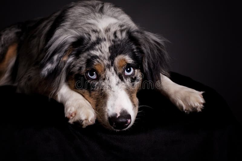 Retrato Do Pastor Azul Do Australian De Merle Imagem de Stock - Imagem ...