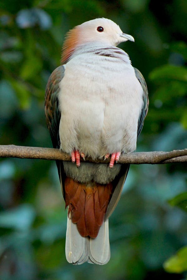 Perfil Verde Do Imperial-pombo De Sulawesi Imagem de Stock - Imagem de ...