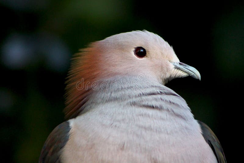 Perfil Verde Do Imperial-pombo De Sulawesi Imagem de Stock - Imagem de ...