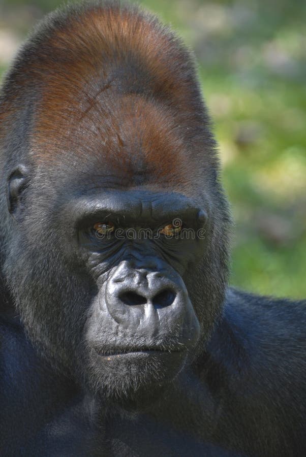 Retrato do primata imagem de stock. Imagem de nave, expressivo - 16535389