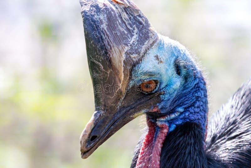 Retrato Do Sul Do Close-up Do Casuar Imagem de Stock - Imagem de ...