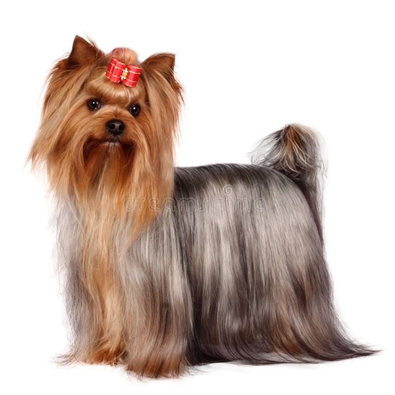 Retrato Do Yorkshire Terrier No Fundo Branco. Imagem de Stock - Imagem ...