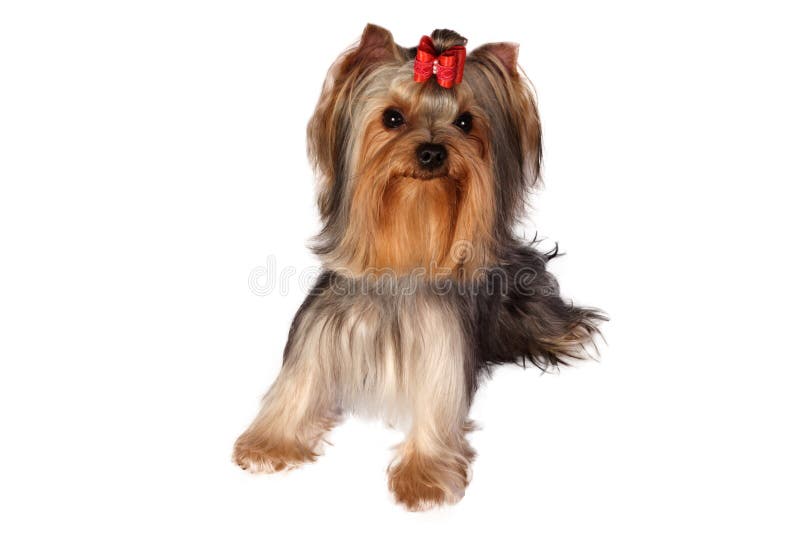 Retrato Do Yorkshire Terrier No Fundo Branco. Foto de Stock - Imagem de ...