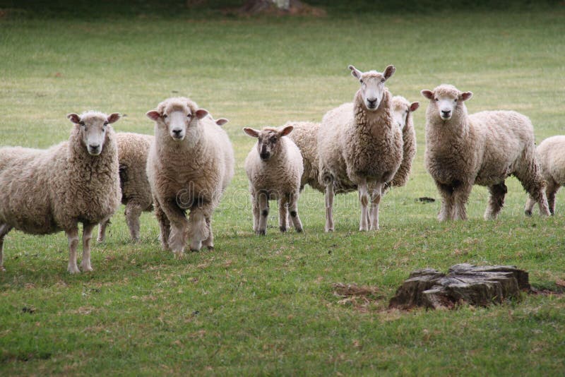 Retrato dos carneiros foto de stock. Imagem de fazenda - 38282034