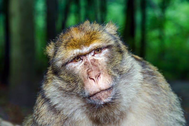 Retrato Emocional Do Close-up Do Macaco Do Mocaco Foto de Stock ...