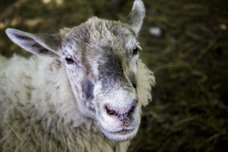 Ovejas Felices Fotos De Stock - Download 222 Fotos Libres de Derechos