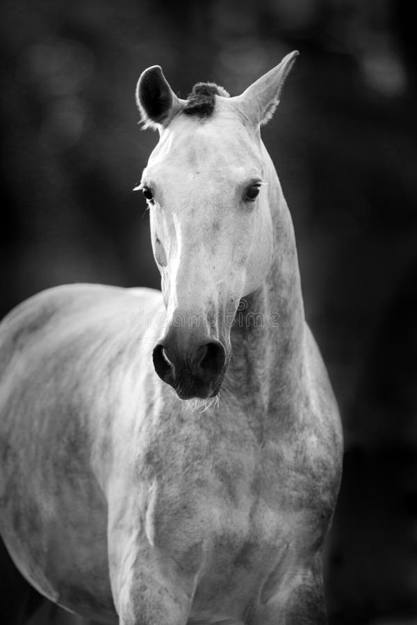 Caballos Grises Corren En El Polvo Del Desierto Foto de archivo ...
