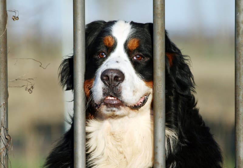 Perritos Del Perro De Pastor De Bernese Que Beben De Charco Imagen de ...