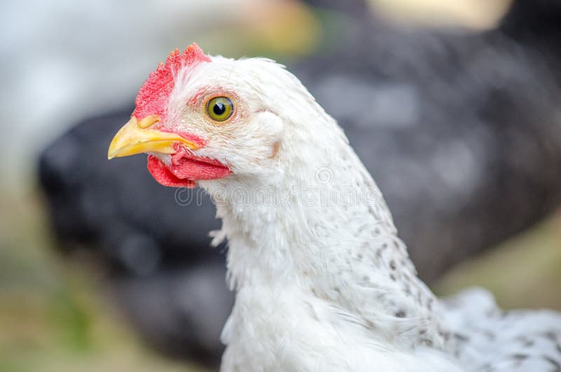 Retrato Joven Blanco Lindo Del Pollo Imagen de archivo - Imagen de ...