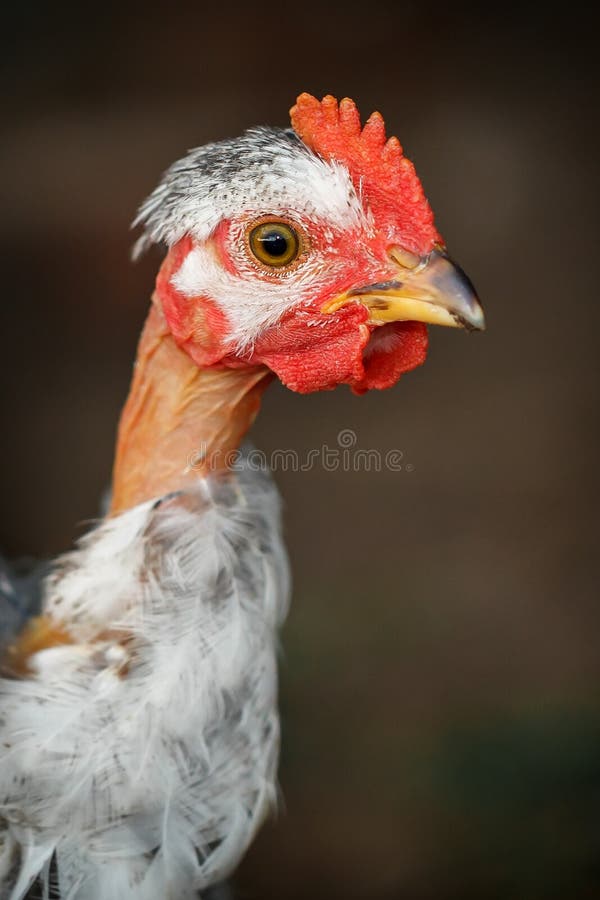 Hombre Calvo Con El Pollo En La Pista Foto de archivo - Imagen de pelo ...